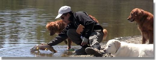 Yellowstone Fly Fishing - Gallatin River Map